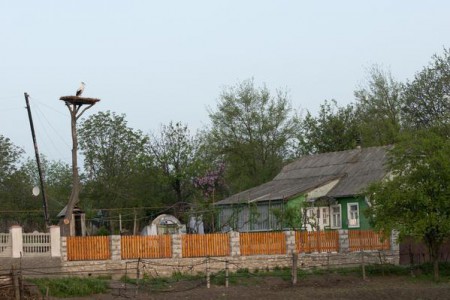 Ai un cuib de cocostârc la poarta părinților sau a buneilor? Include-l ...