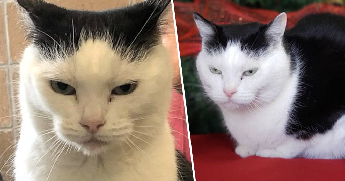 Cea mai „rea” pisică din lume a fost adoptată! (Foto) - ea.md