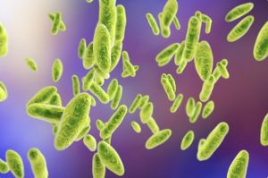 Bruceloza - o nouă epidemie a izbucnit în China despre care s-a aflat ...