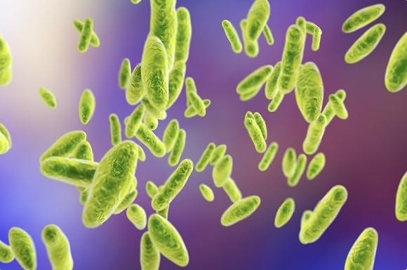 Bruceloza - o nouă epidemie a izbucnit în China despre care s-a aflat ...