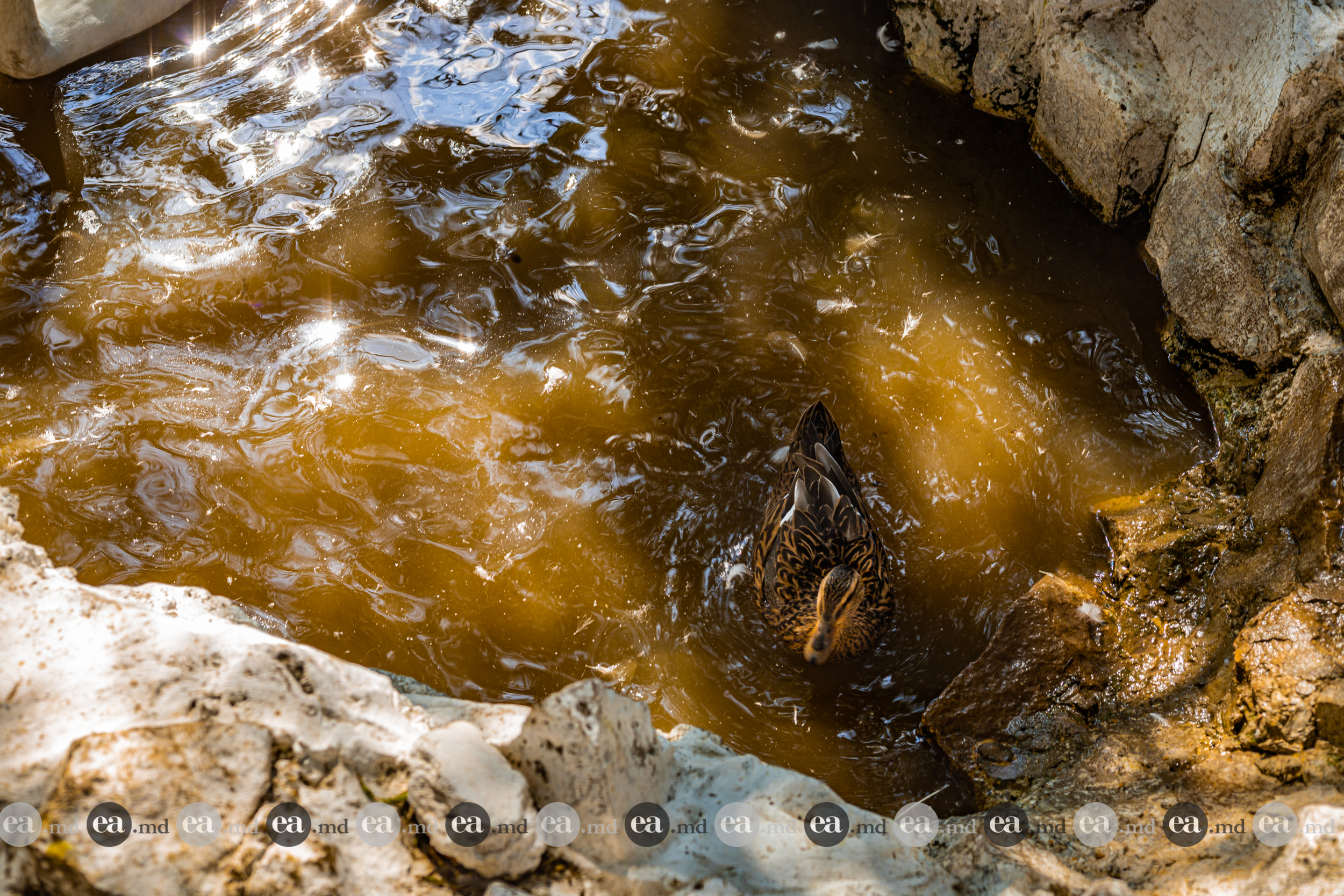 Povestea celui mai mare parc din țara noastră. Parcul din Țaul ...