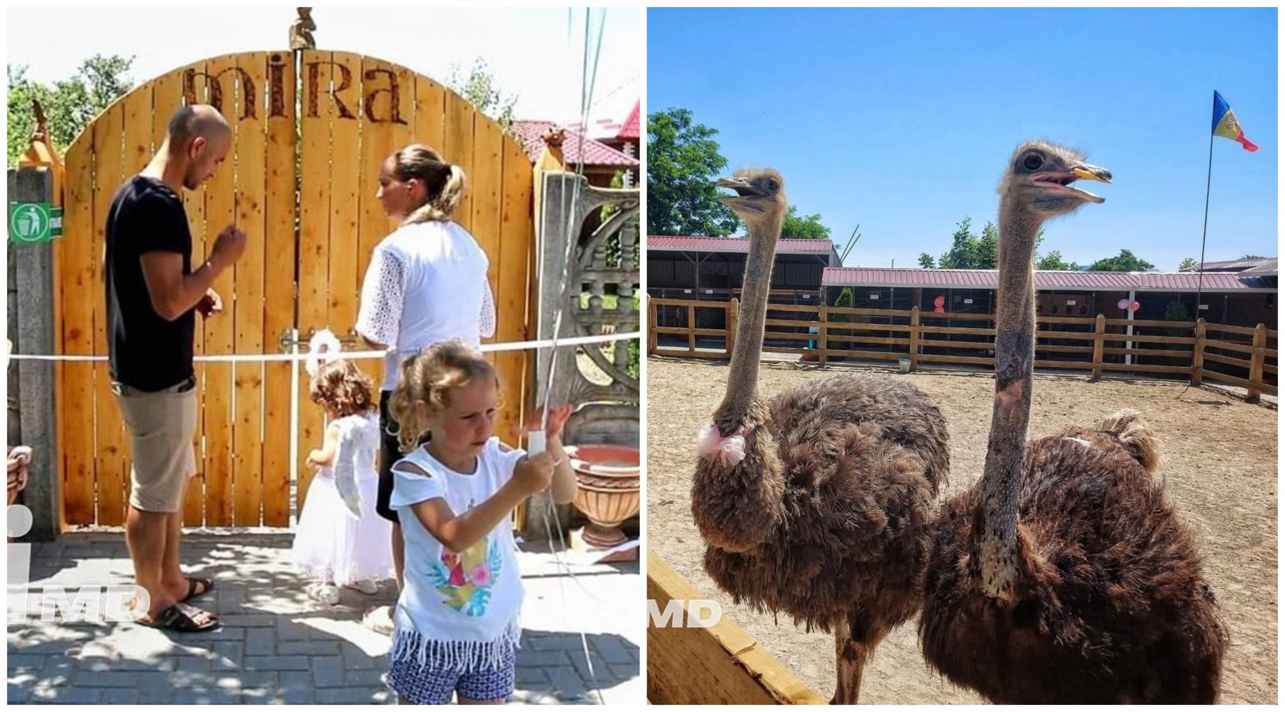 Au deschis o grădină zoologică cu intrare liberă la ei acasă! E vorba ...