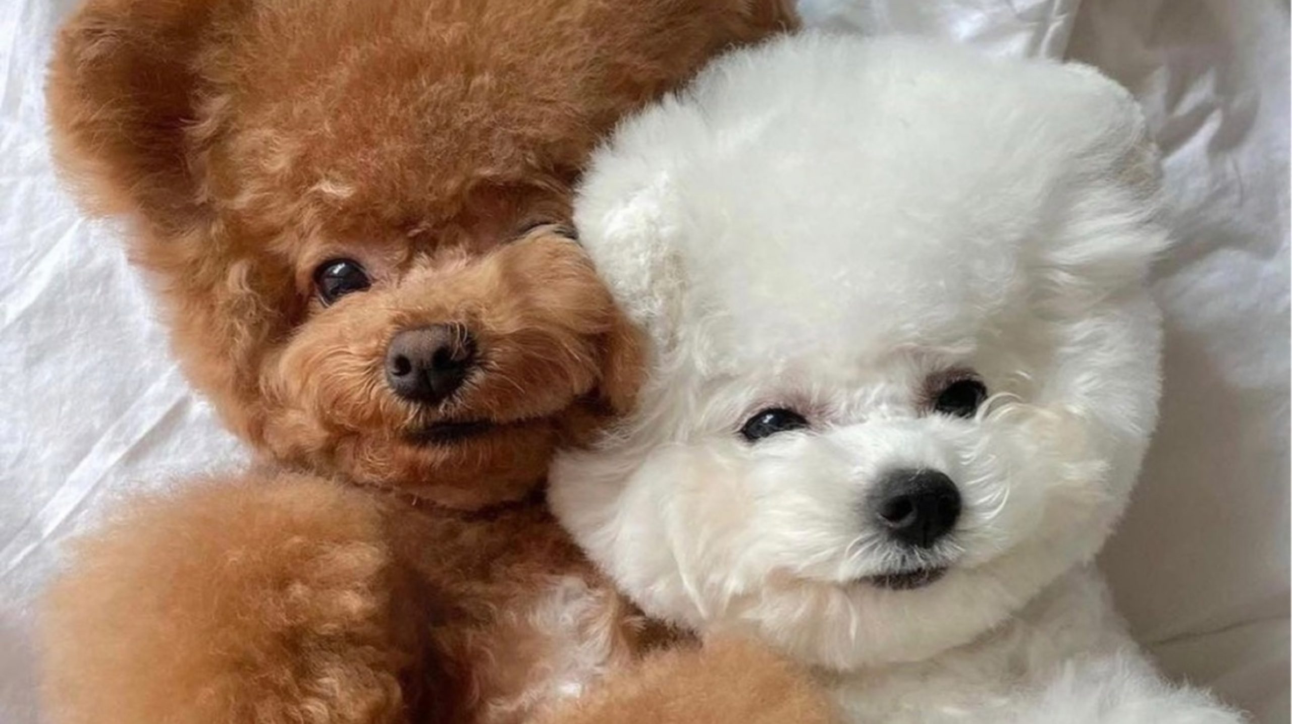 Cele mai stresante zgomote pentru câini, conform ultimului studiu ...