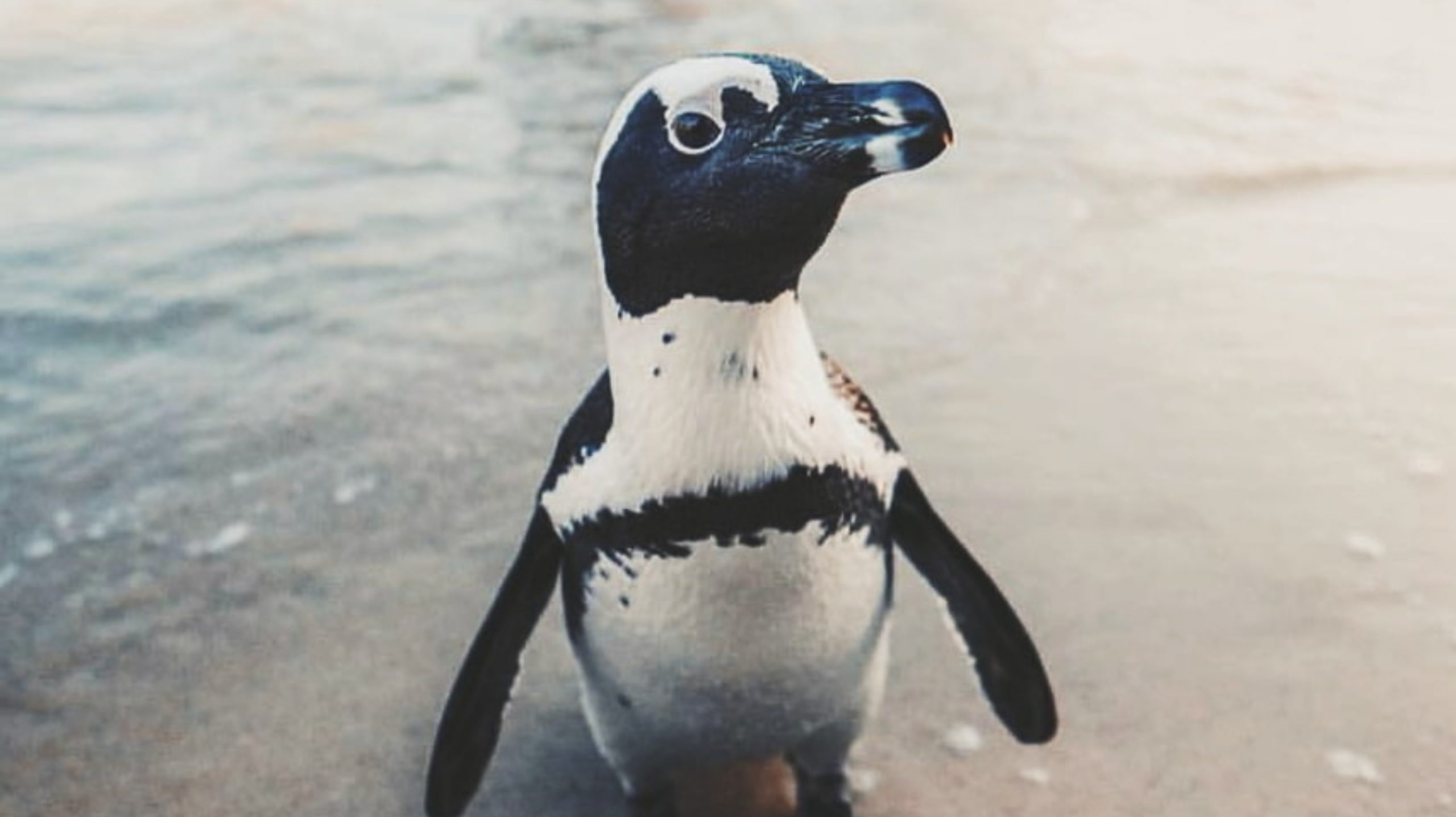 Un pinguin a „evadat” din Antarctica și a călătorit 3000 de km. În ce ...