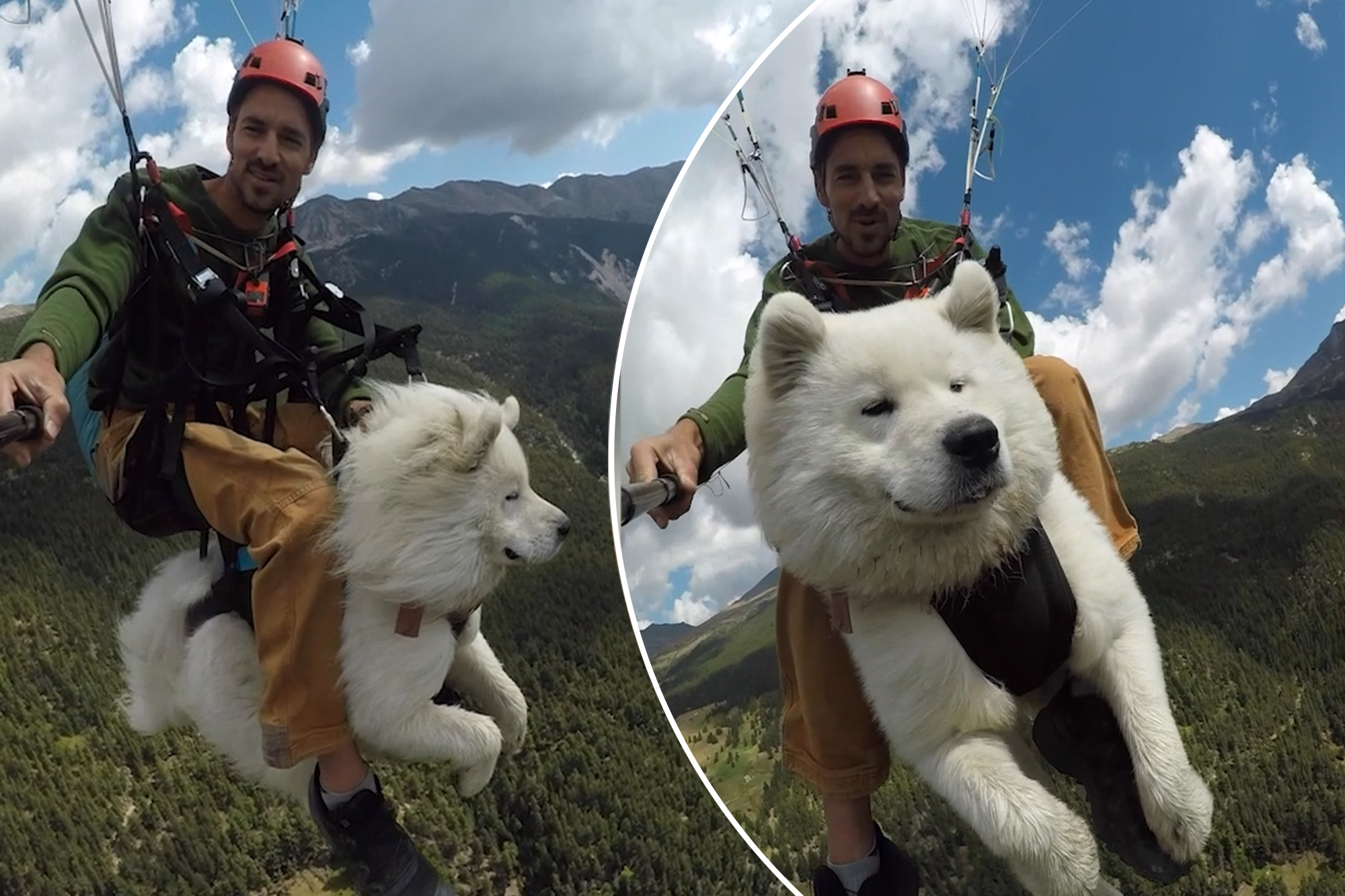 Un câine a devenit viral pe internet după ce a început să zboare cu ...