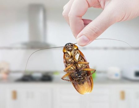 gândaci Archives - ea.md