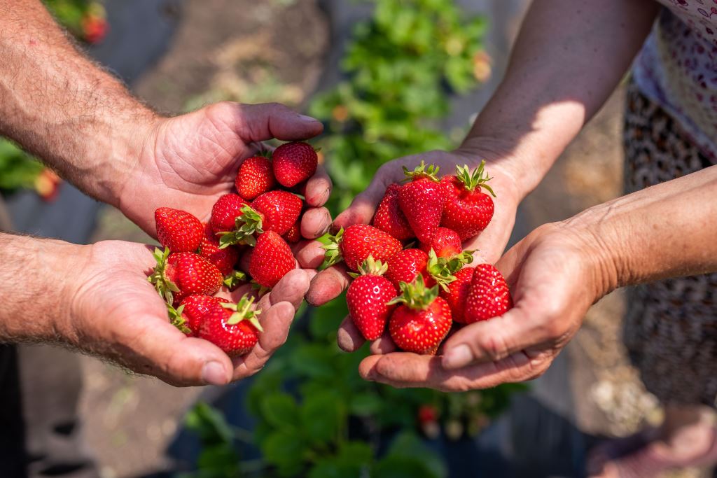 FOTO| La Parcani, căpșunele se vând ca pâinea caldă. O familie de ...