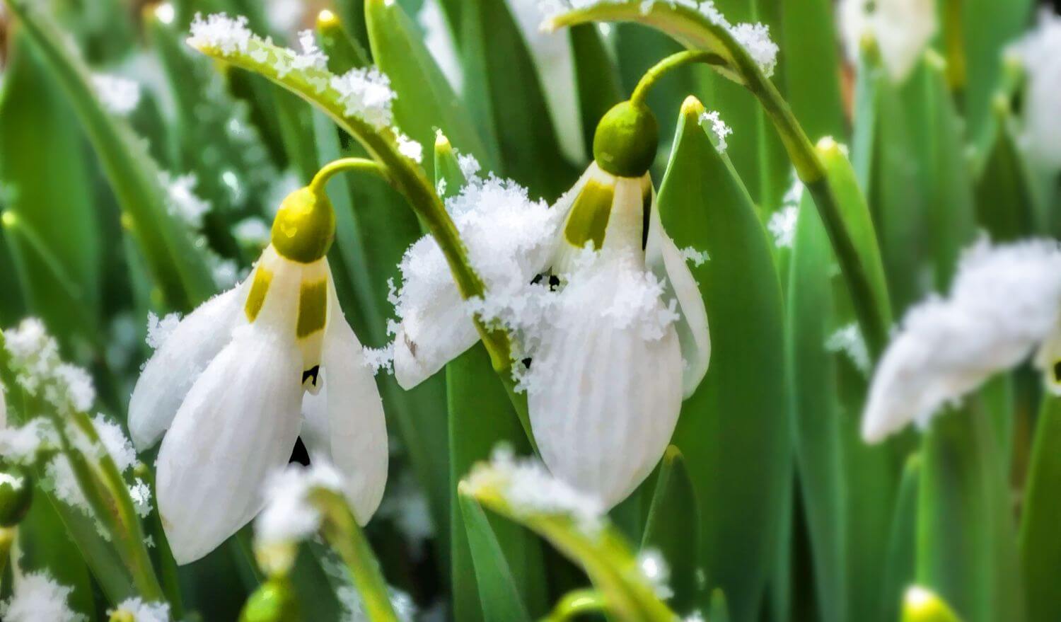 Nimeni nu oprește primăvara! - ea.md