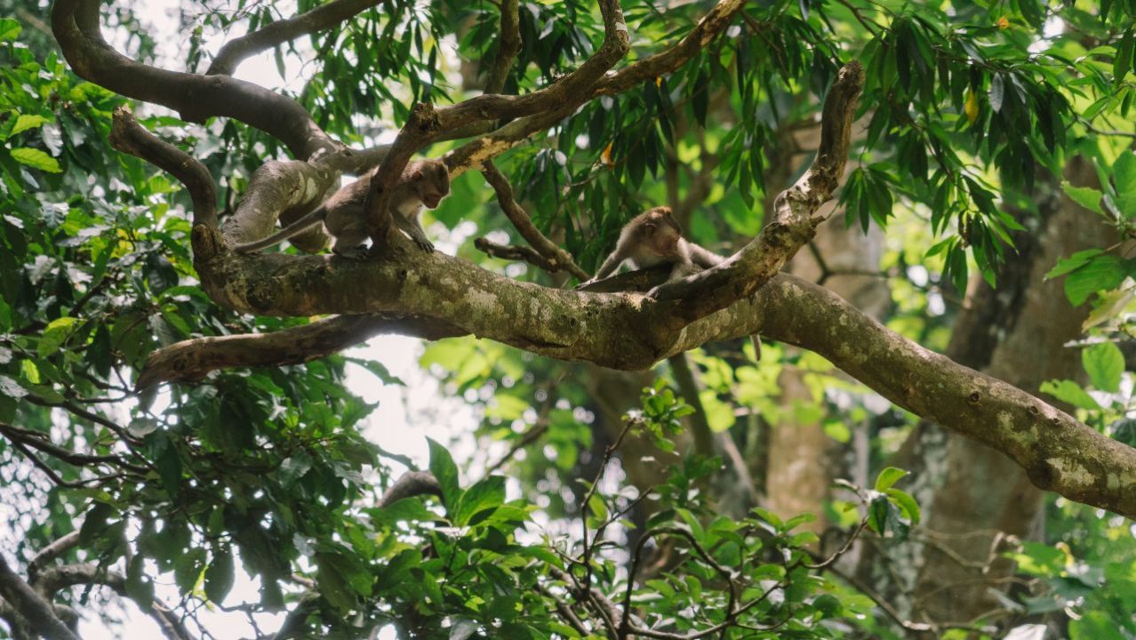 10 curiozități uluitoare despre animale - ea.md