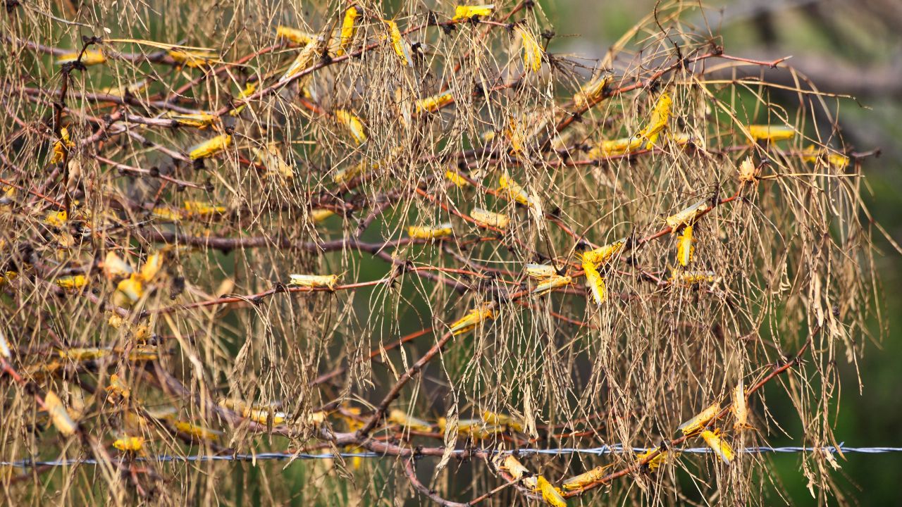 Sute de hectare din raionul Taraclia și Comrat afectate de invazia de ...