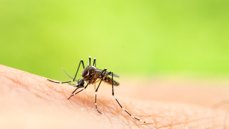 Schimbările climatice extind epidemiile tropicale: Europa Centrală ...